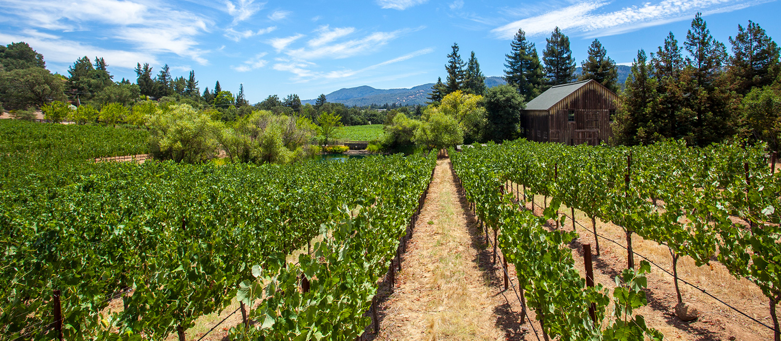 Fawn Park Vineyard - Whitehall Lane Winery