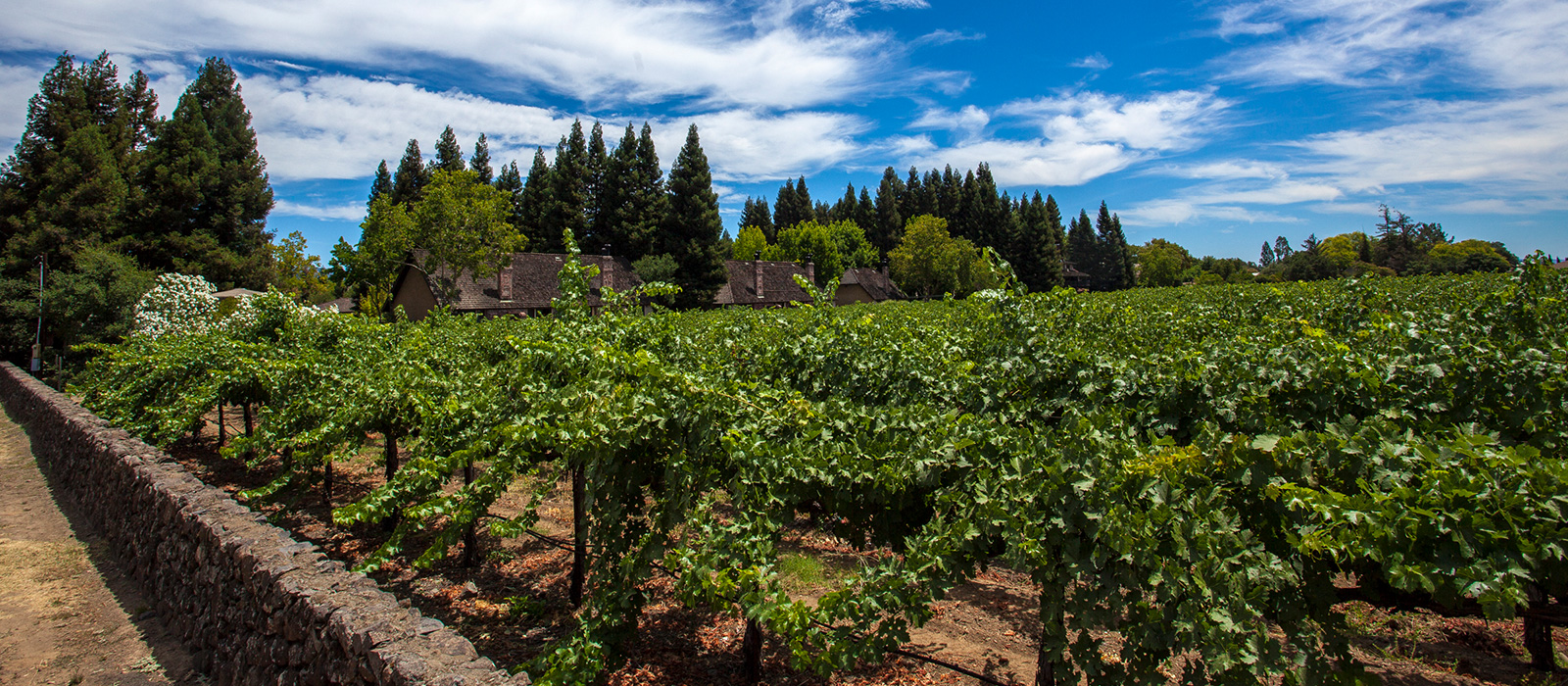 Estate - Whitehall Lane Winery