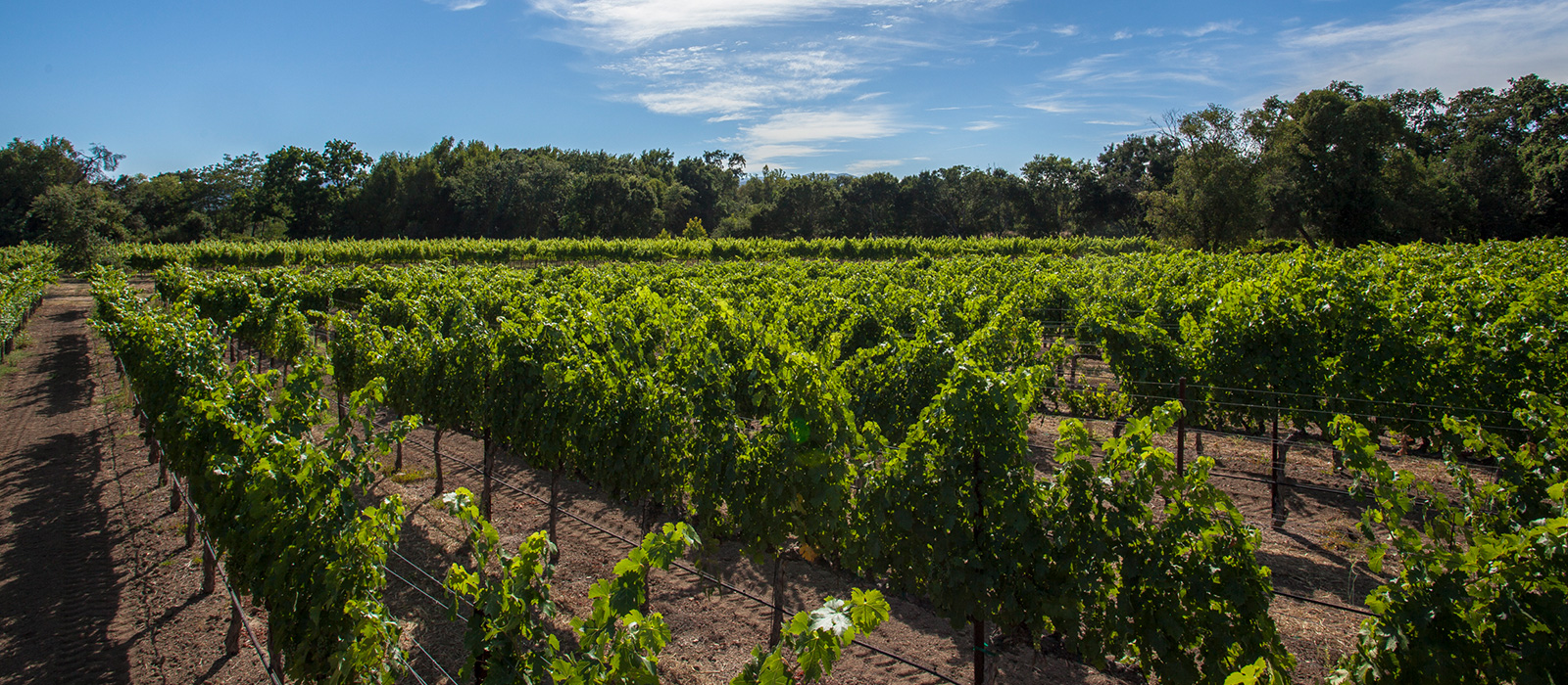 Estate - Whitehall Lane Winery