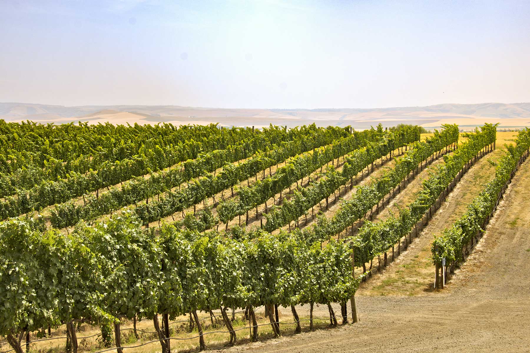 Sonoma State Vineyard - Whitehall Lane Winery